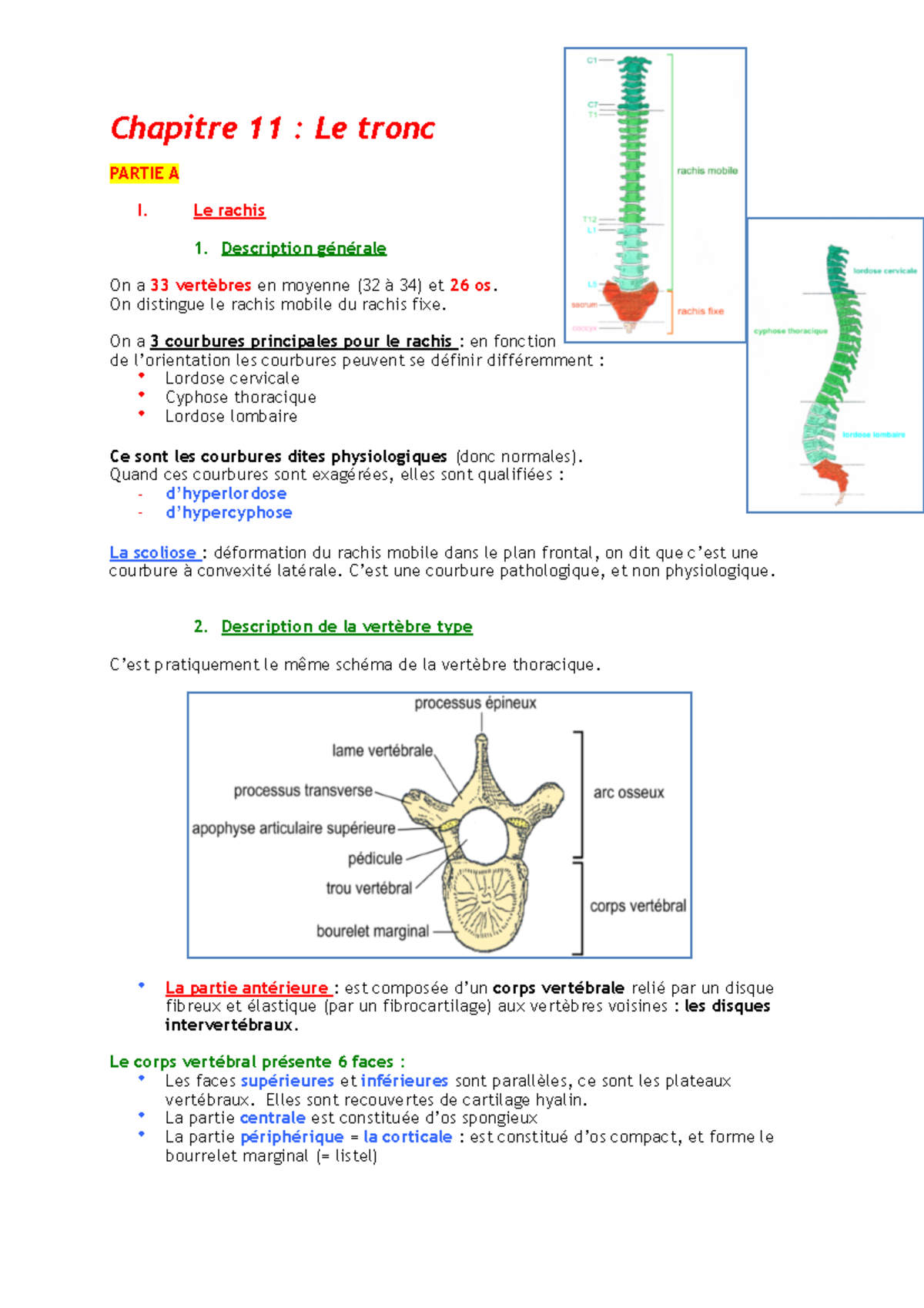 Anat 13 - Notes de cours 13 - Chapitre 11 : Le tronc PARTIE A I. Le ...