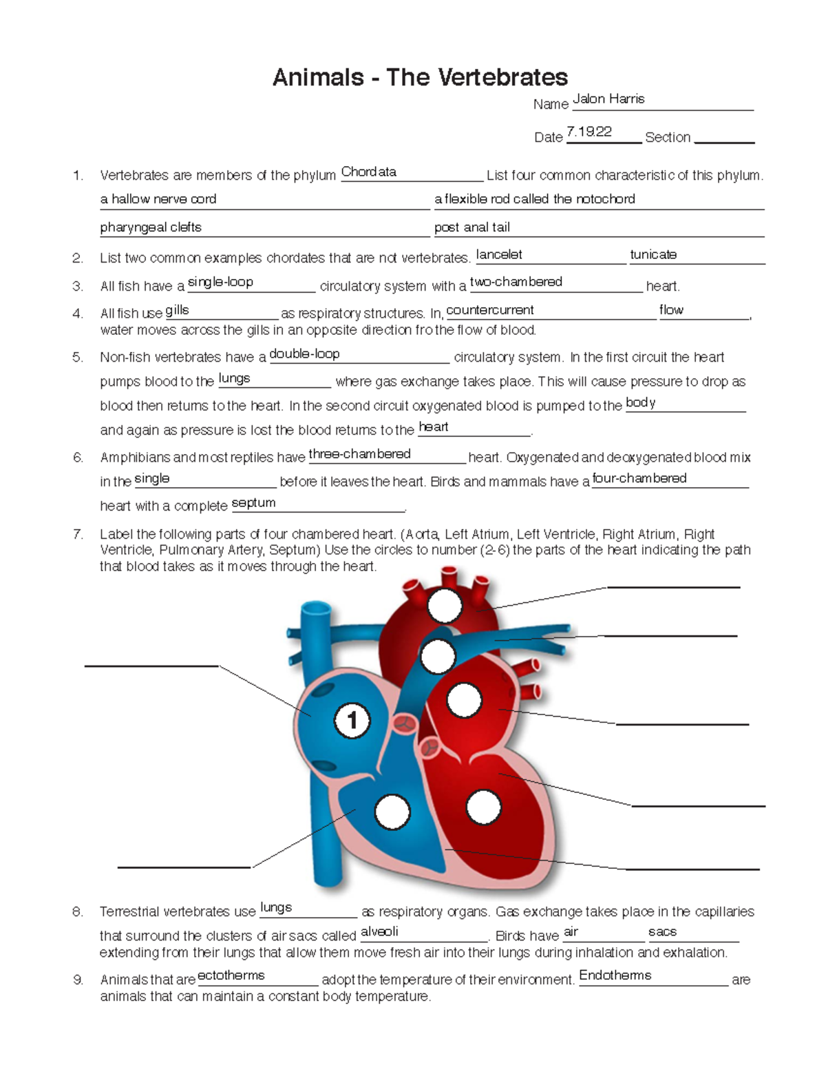 Biology 2 - The Verterbrates - Animals - The Vertebrates Name ...