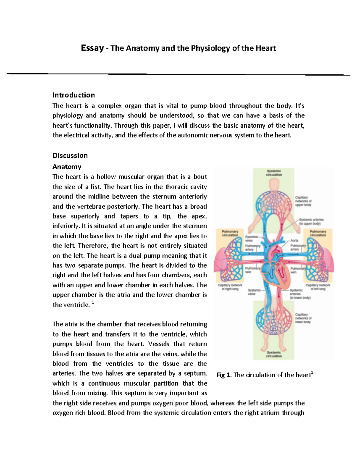 Essay The Anatomy And The Physiology Of The Heart Essay The 