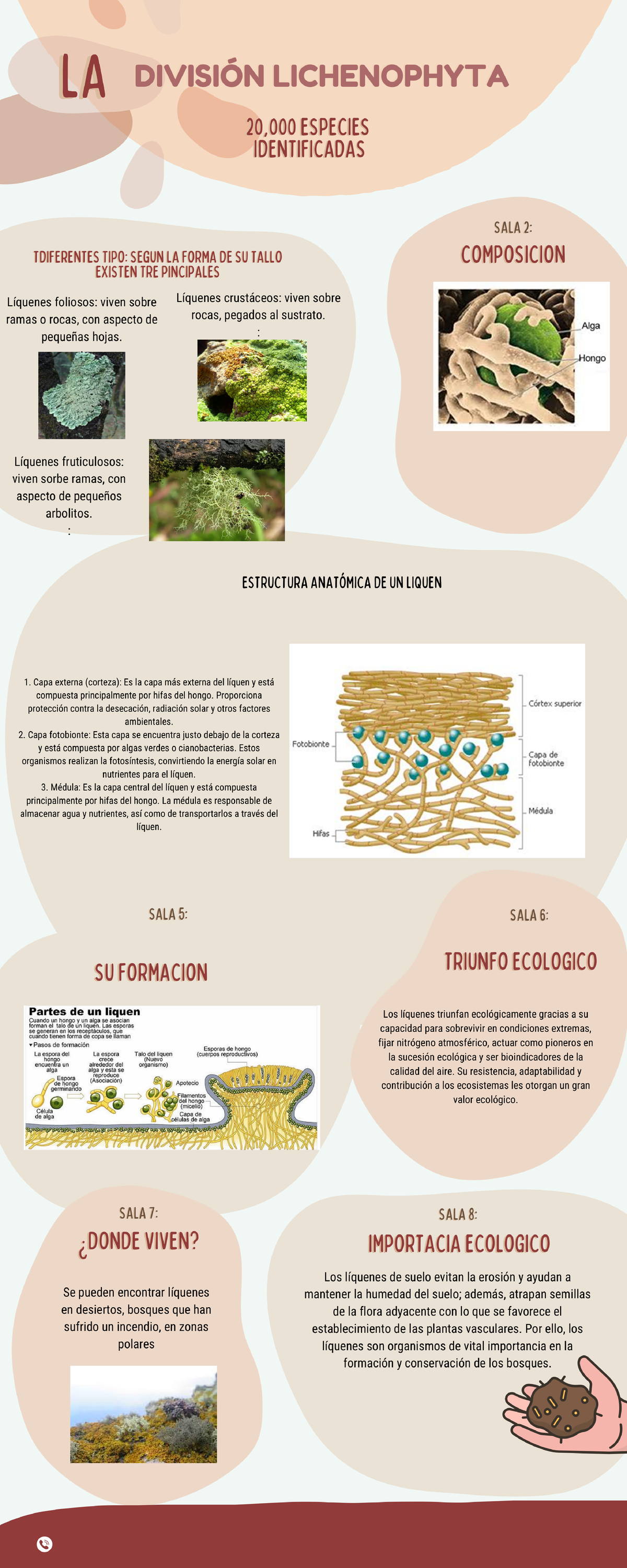 Infografia division lichenophyta - Botánica criptogámica - Studocu