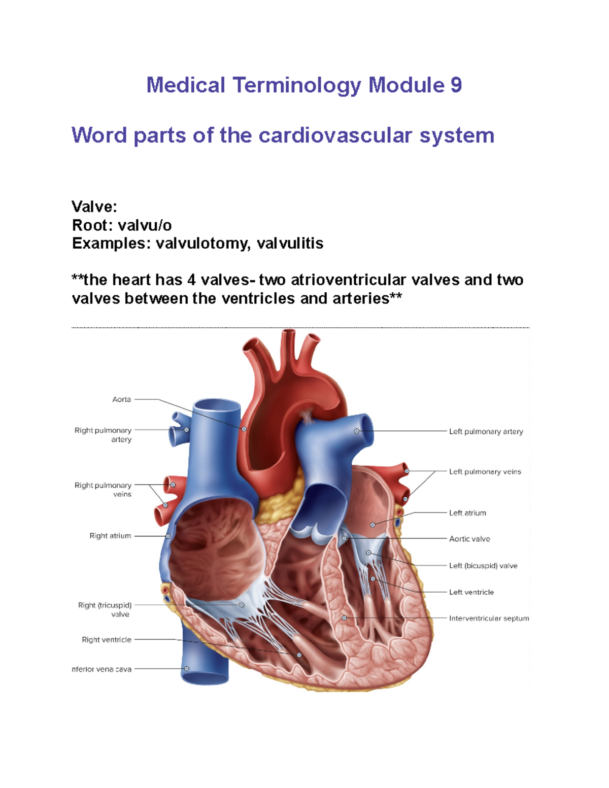 Medical Terminology Module 9 - Right pulmonary artery- carry ...