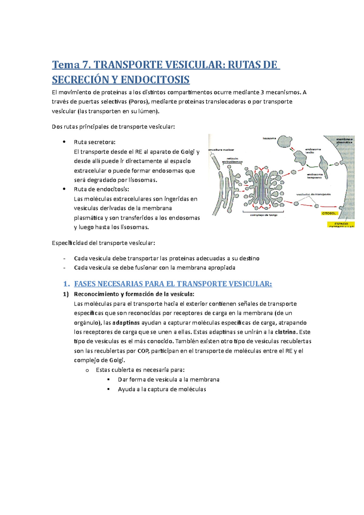 Tema 7 - transporte vesicular - Tema 7. TRANSPORTE VESICULAR: RUTAS DE ...