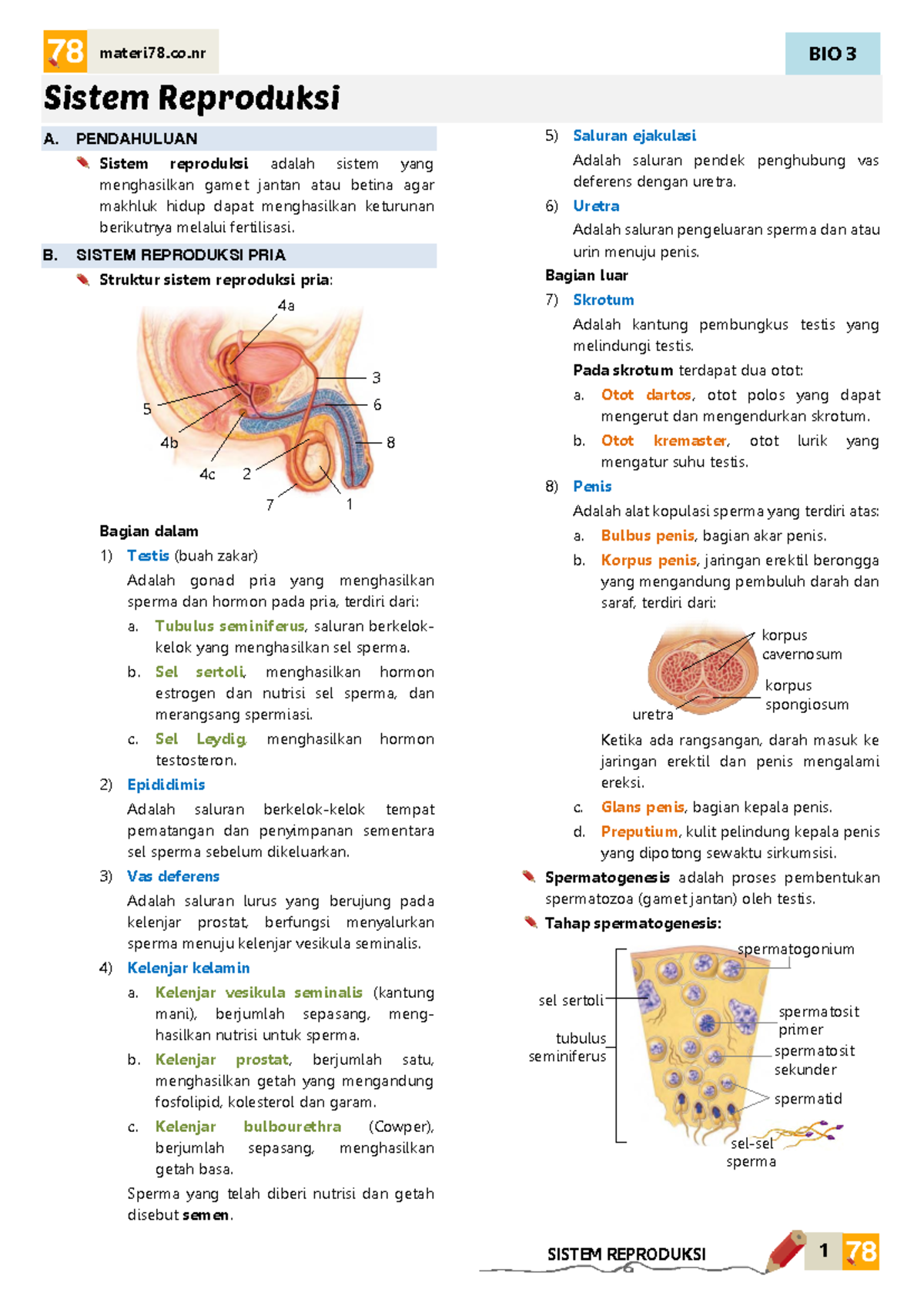 Sistem Reproduksi - B Iologi - BIO 3 1 Sistem Reproduksi A. PENDAHULUAN ...