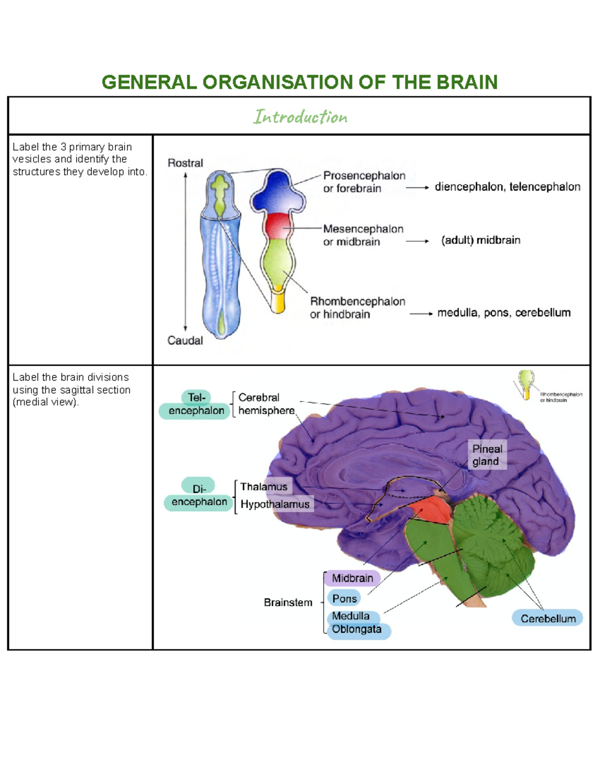 Lecture Notes 3 The General Organisation of the Brain - GENERAL ...