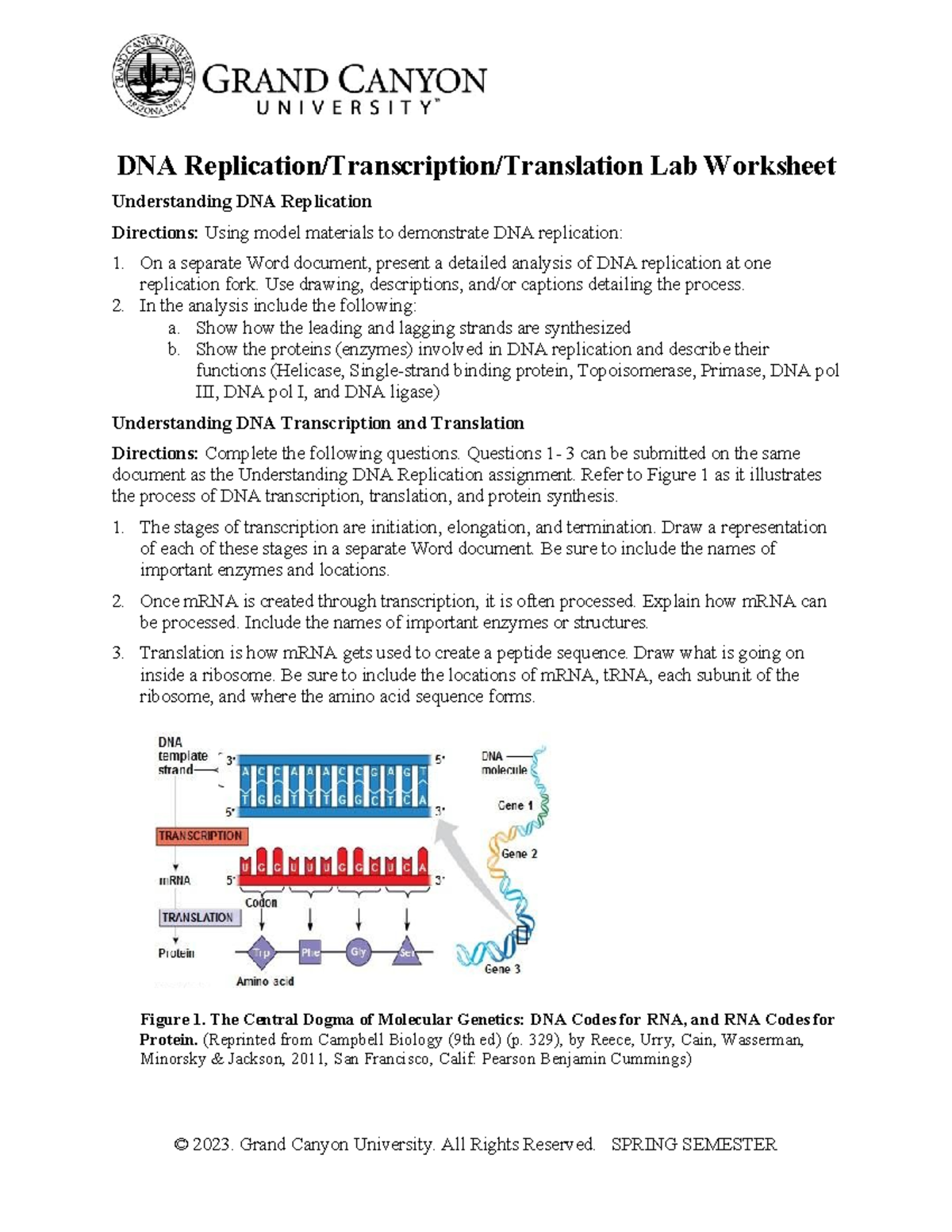 Spring Version DNArep Transcript Translat Wksht - DNA Replication ...