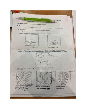 Quiz 2 Protists and Fungi -aMilht& Name: ApD I t:;wu Quiz 2- Protists ...