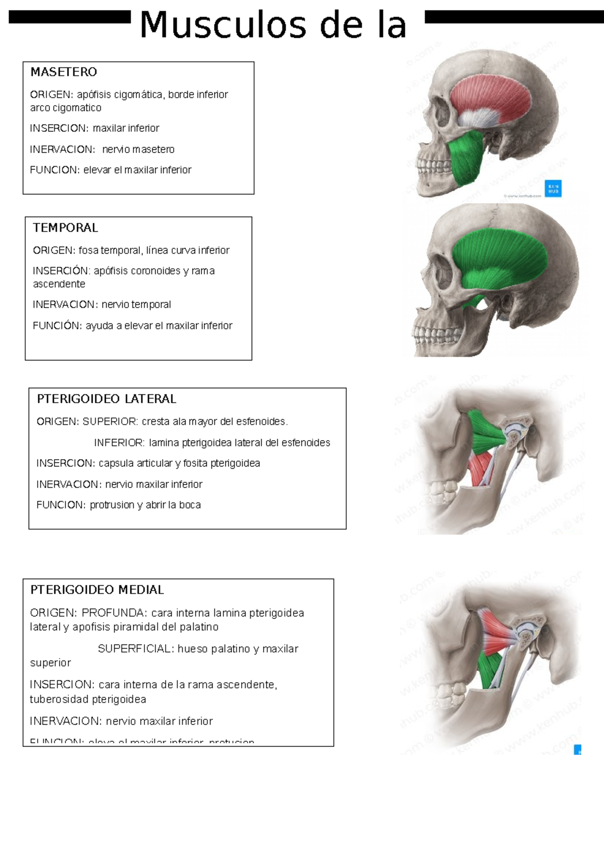 Musc masticadores - musculos de la masticacion - PTERIGOIDEO MEDIAL ORIGEN: PROFUNDA: cara ...