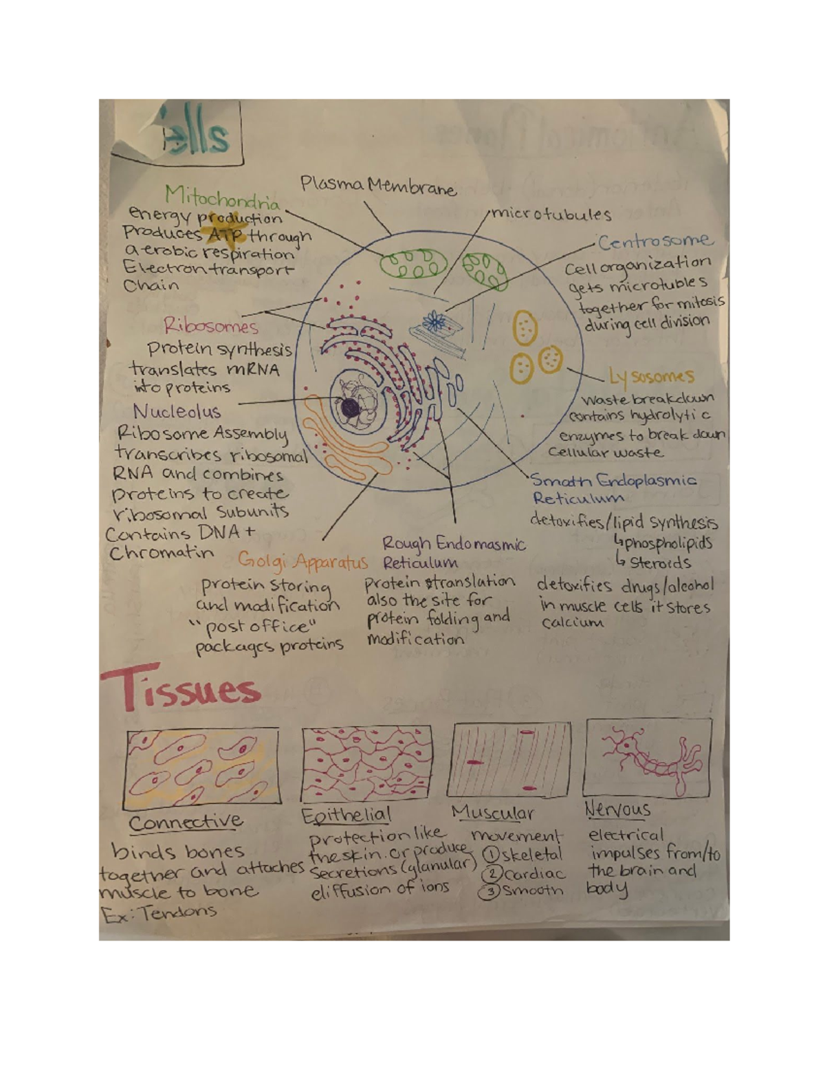TEAS Notes - Important information from each section of the teas exam ...