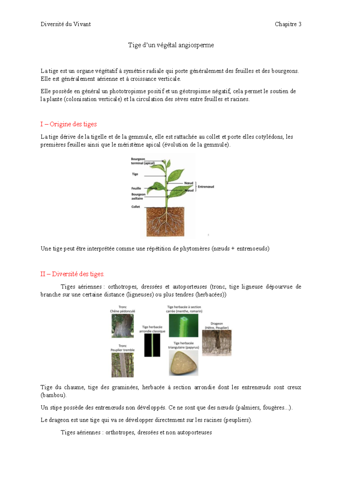YG - Chapitre 3 - Tige d'un végétal bon - Tige d’un végétal angiosperme ...