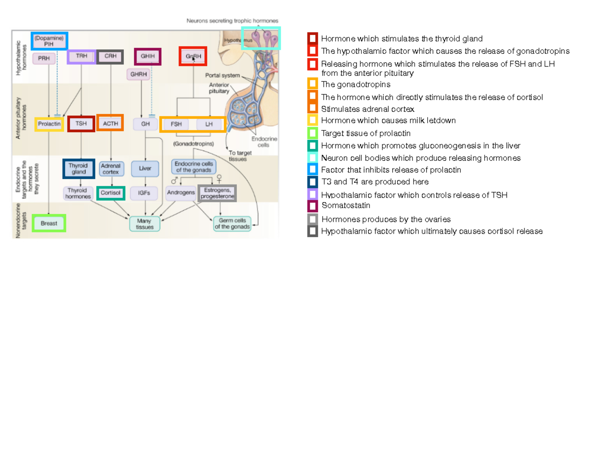 PDF Test and Lab #3 Labeling Guide - The hormone which directly ...