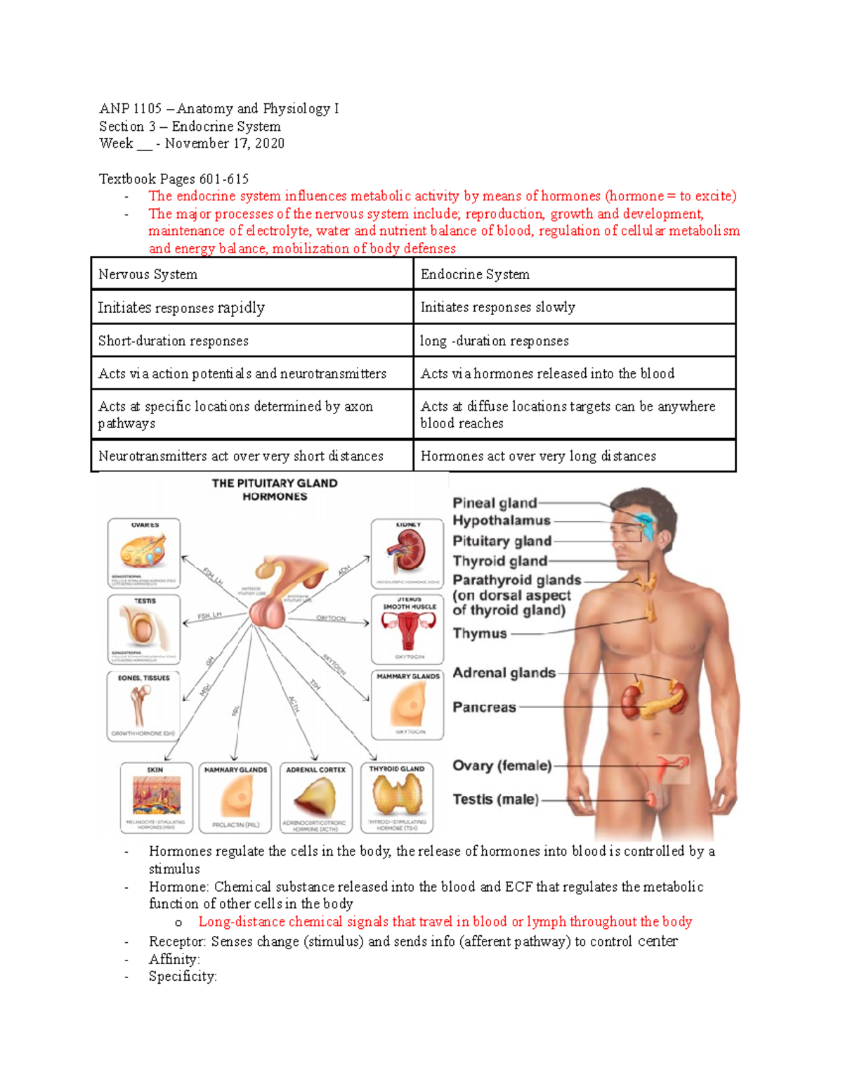 Notes Section 4 Endocrine System - ANP 1105 – Anatomy and Physiology I ...