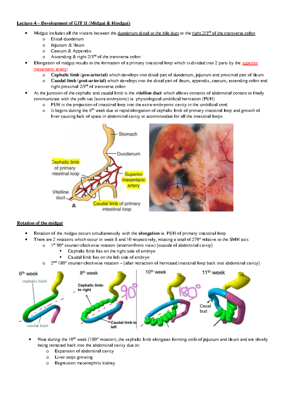 More notes on the development of the GIT - Lecture 4 – Development of ...
