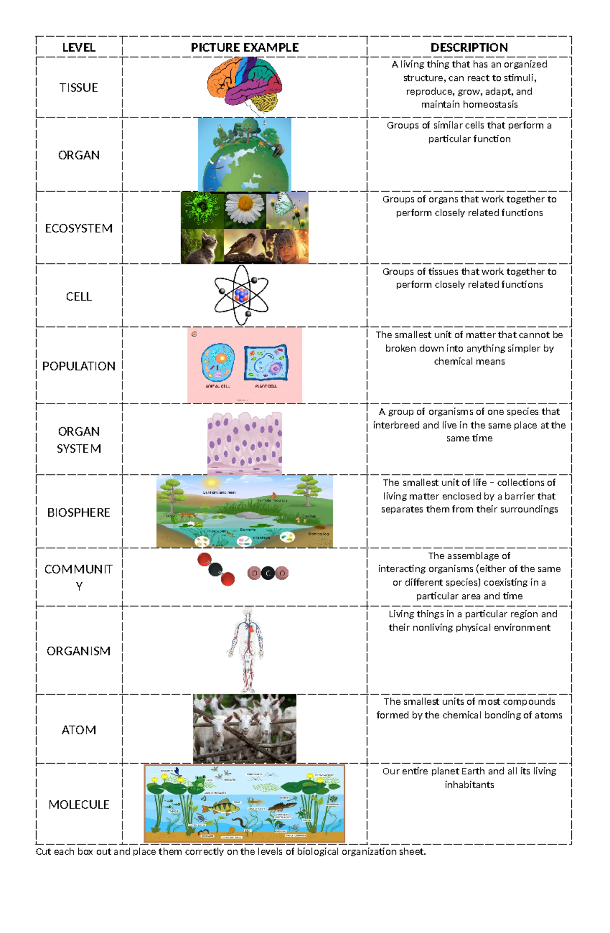 Levelof bilogical organization sheet - Studocu