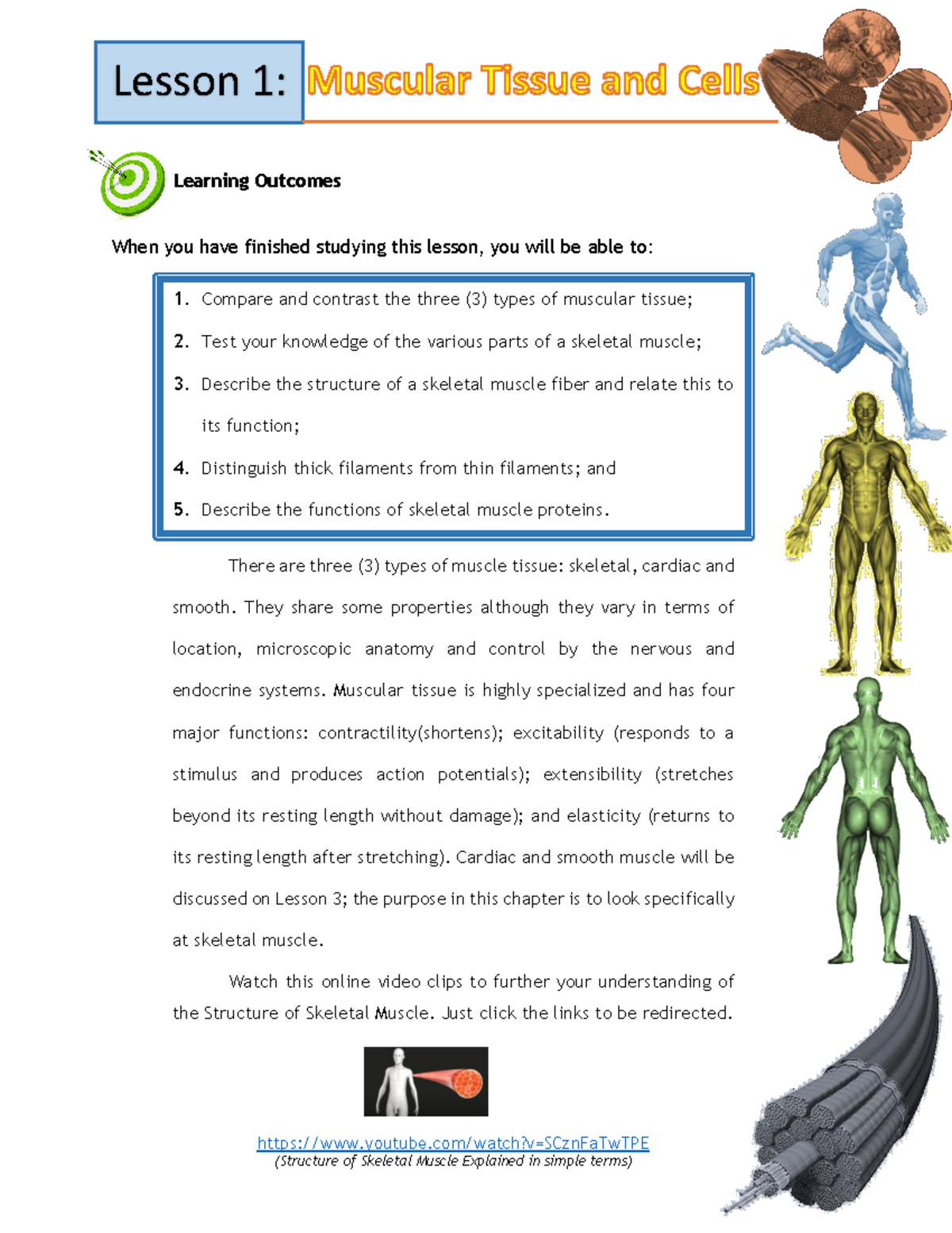 Muscular System Lesson 1 - Learning Outcomes When you have finished ...