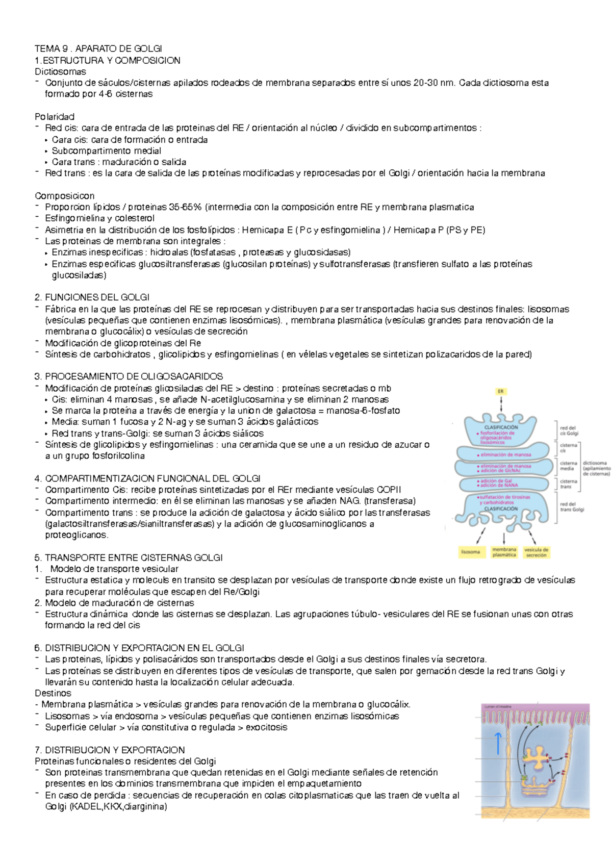 TEMA 9 . Aparato DE Golgi pdf - TEMA 9. APARATO DE GOLGI 1 Y ...