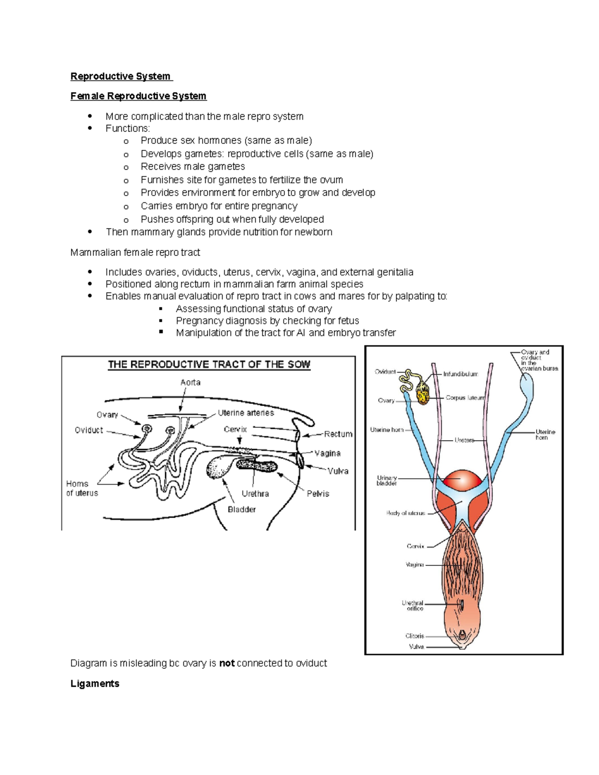 Lecture notes Reproductive System - Reproductive System Female ...