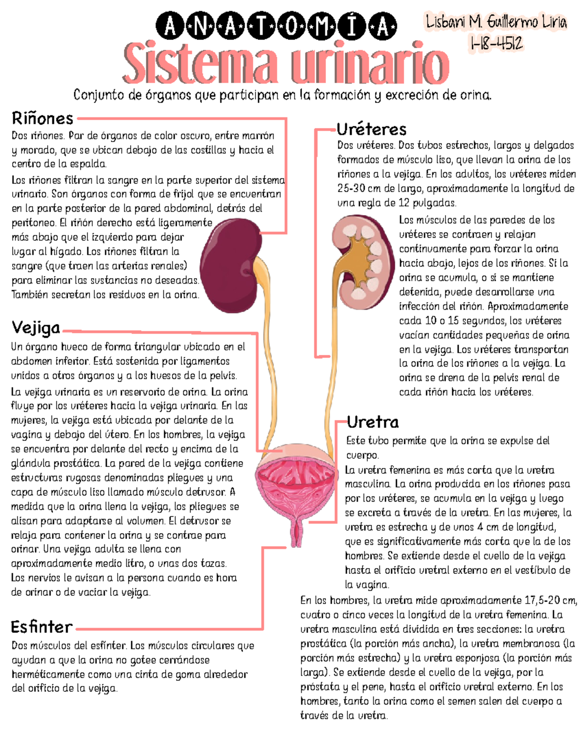 Anatomia Sistema Urinario - Sistema urinario Anatomía Sistema urinario ...