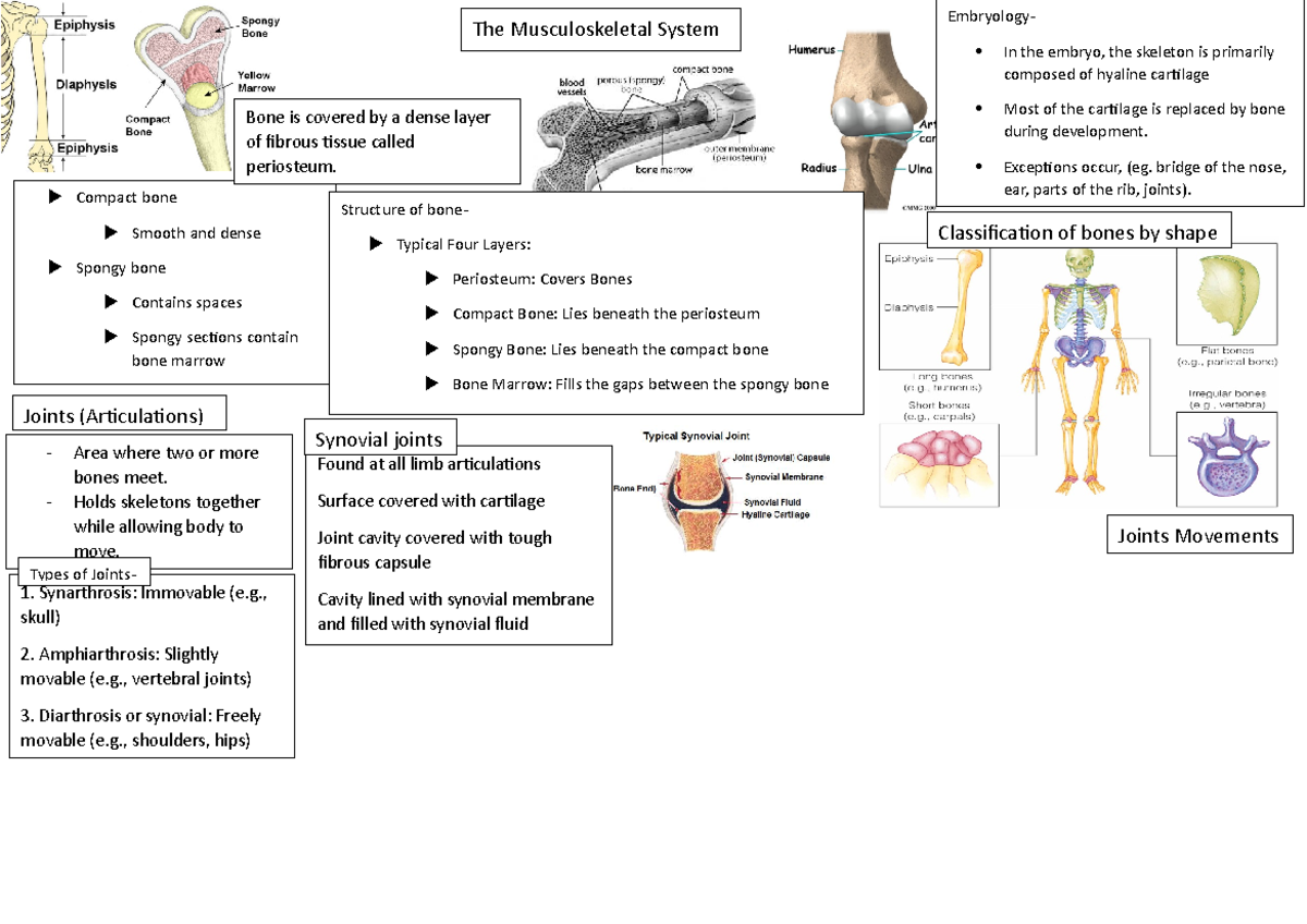 The muscoskeletal system pt - Embryology- In the embryo, the skeleton ...