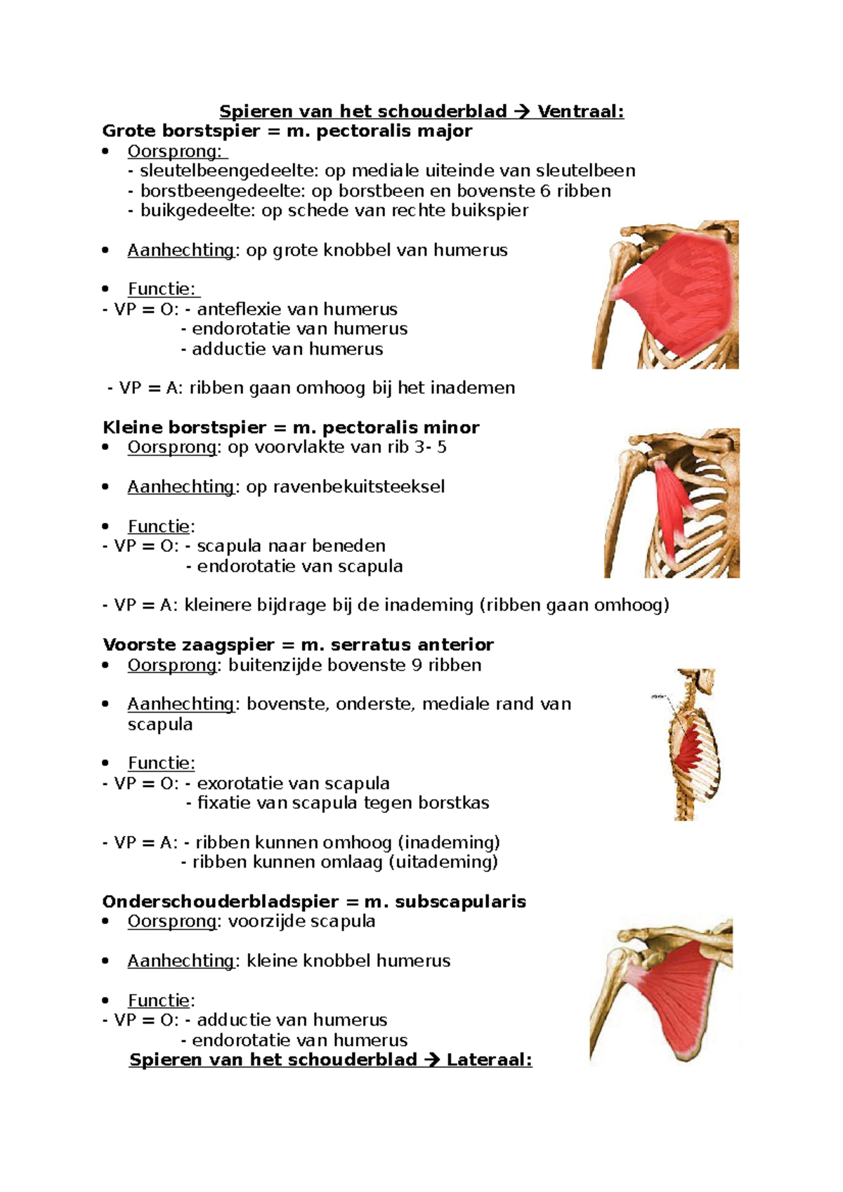Spieren anatomie - Spieren van het schouderblad Ventraal: Grote ...