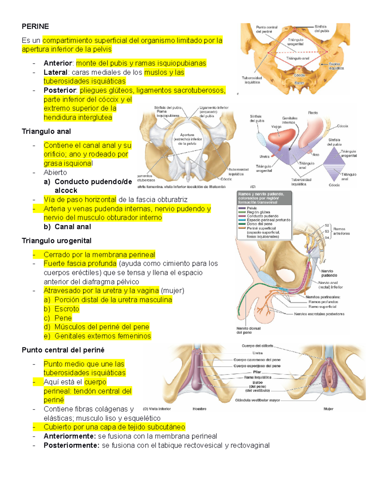 Perine - Resumen Medicina - PERINE Es un compartimiento superficial del ...