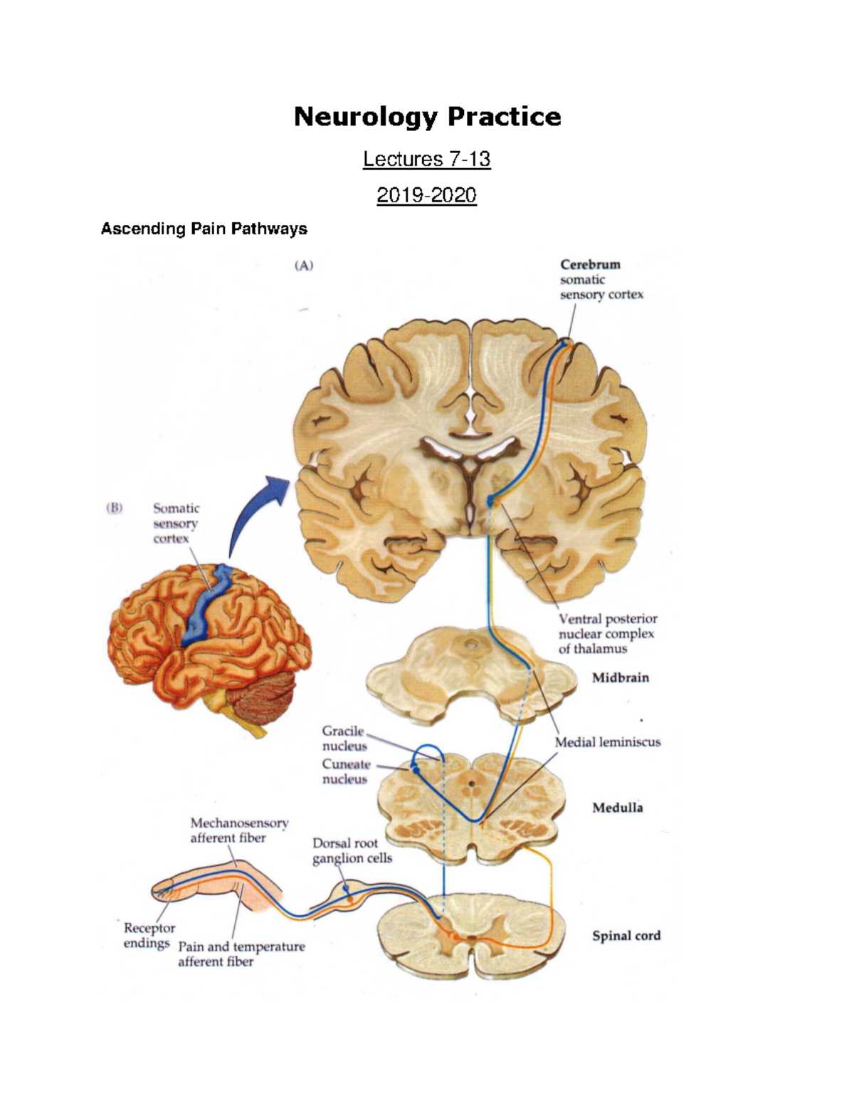 Neurology Practice lecturenotes 7to13 2019 2020 - Neurology Practice ...