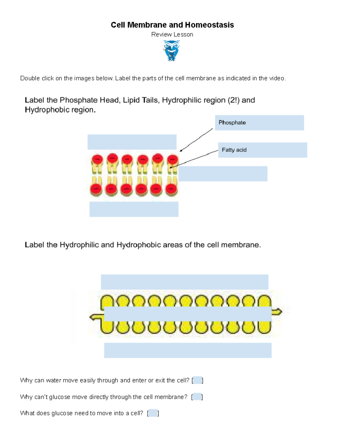 Copy of Review Cell Membrane and Homeostasis firstname - Cell Membrane ...