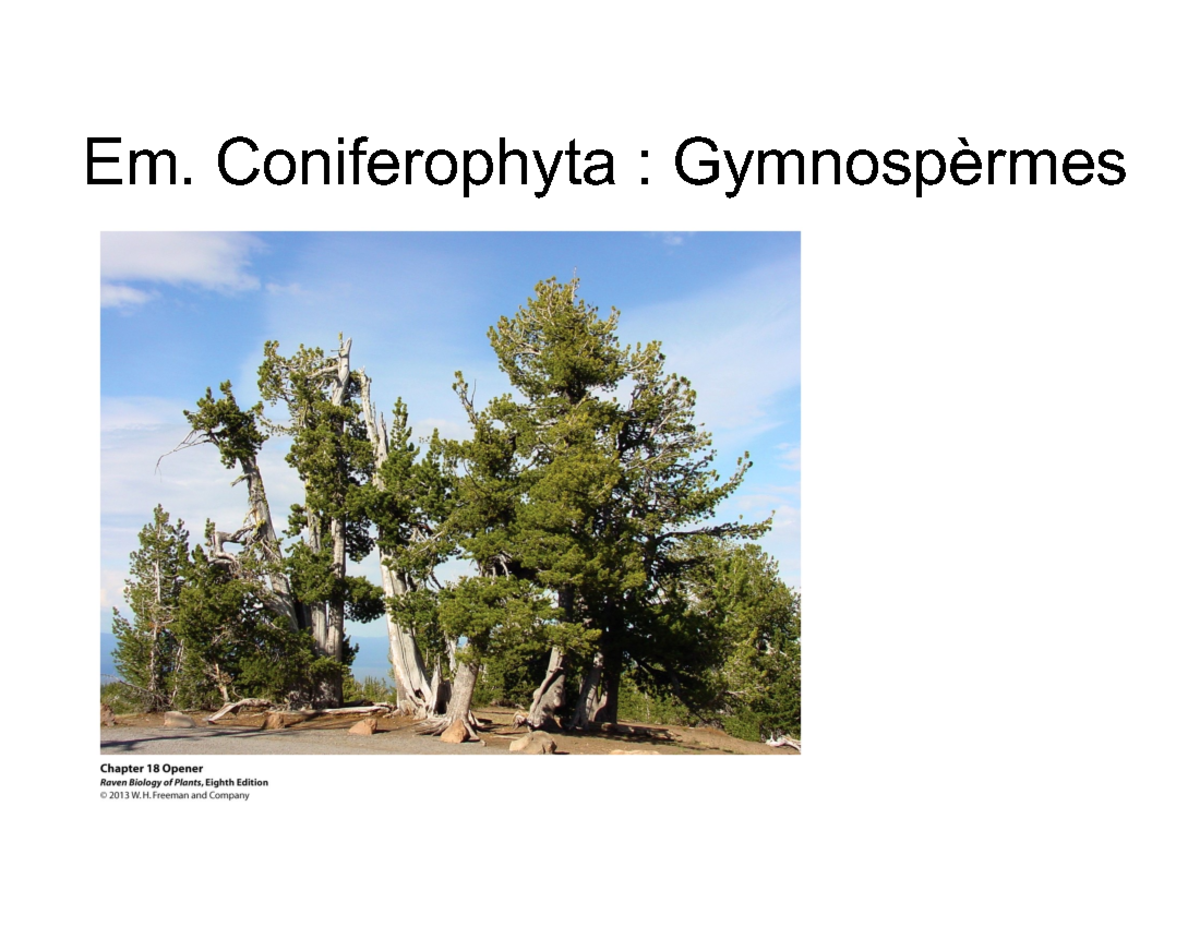 Cours 18-Gymnosperms part A 2021 - Em. Coniferophyta : Gymnospèrmes ...