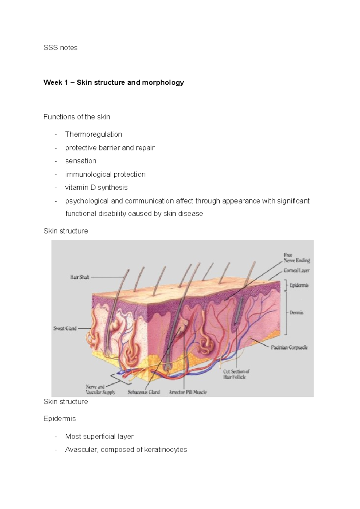 SSS notes - SSS notes Week 1 – Skin structure and morphology Functions ...