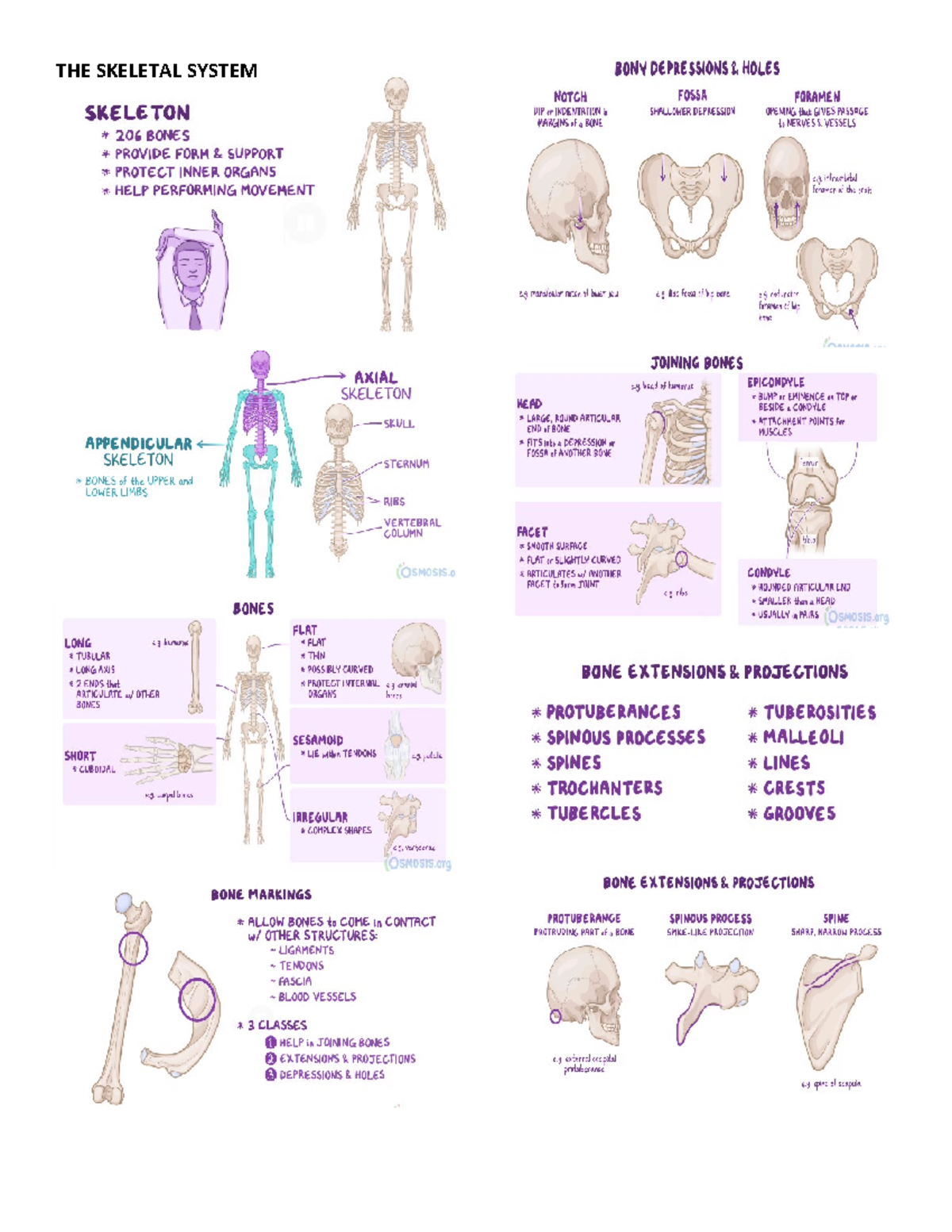 The Skeletal System - Medicine - THE SKELETAL SYSTEM s s - Studocu