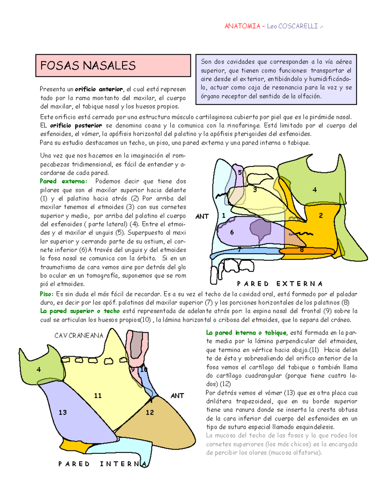 Fosas nasales - ANATOMIA – Leo COSCARELLI .- Una vez que nos hacemos en ...