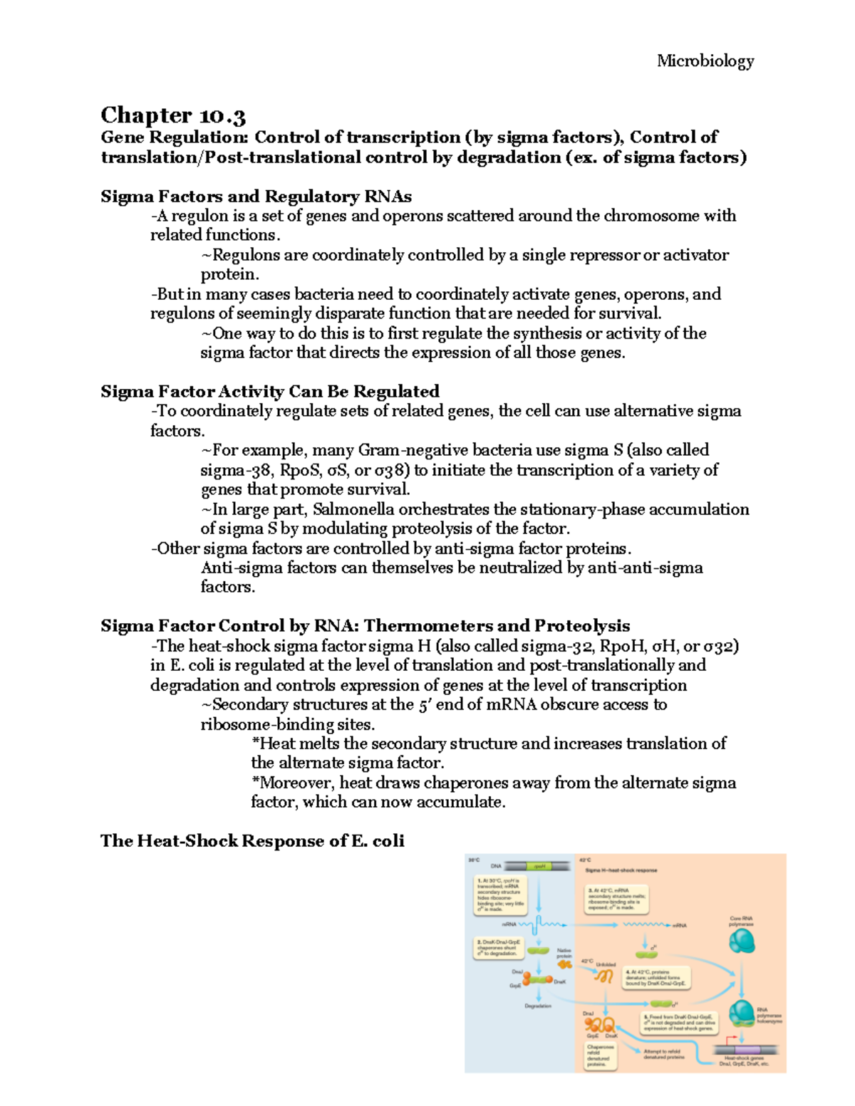 Micro 10.3 Outline - Microbiology Chapter 10. Gene Regulation: Control ...