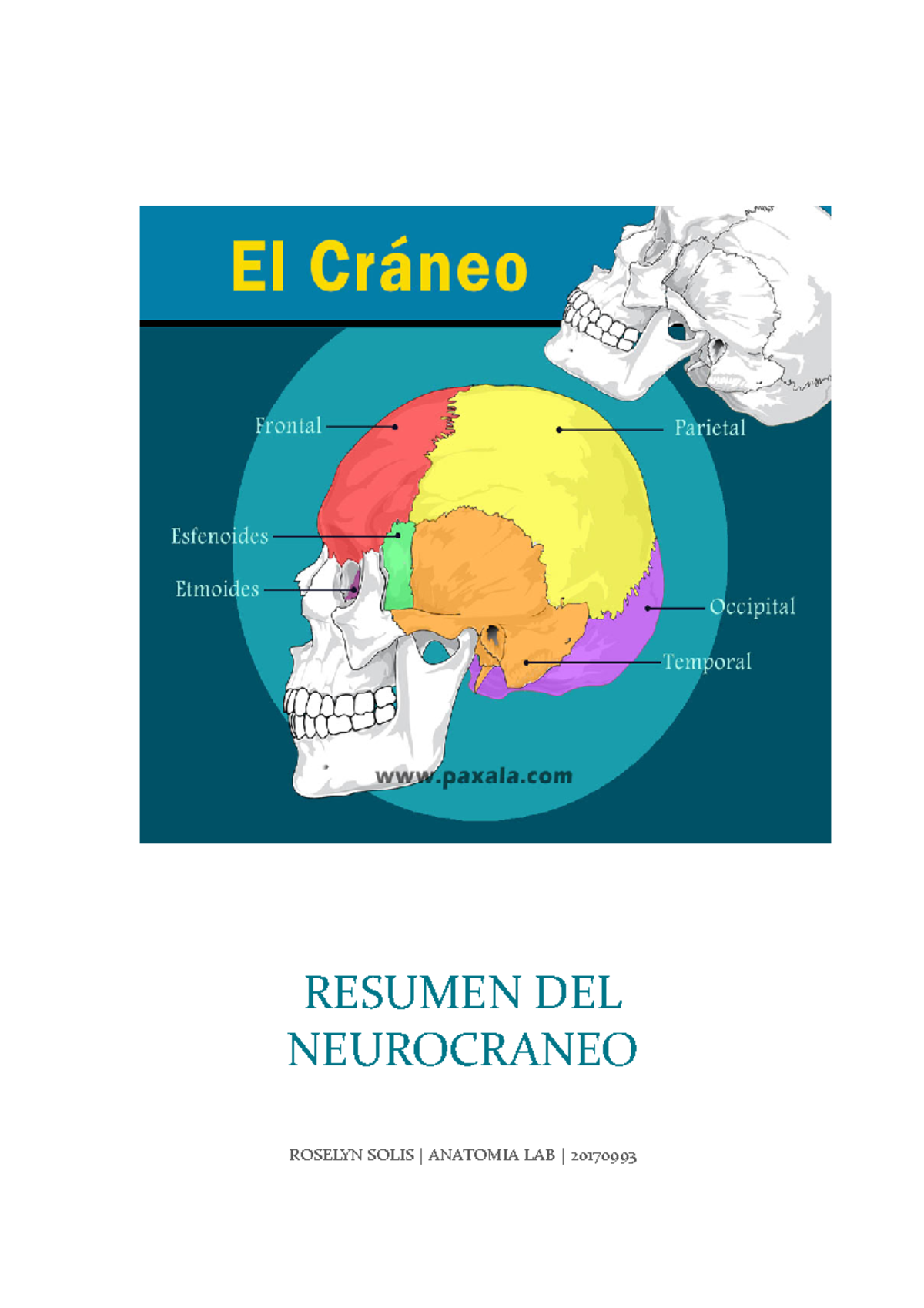 Resumen DEL Neurocraneo LAB - RESUMEN DEL NEUROCRANEO ROSELYN SOLIS ...