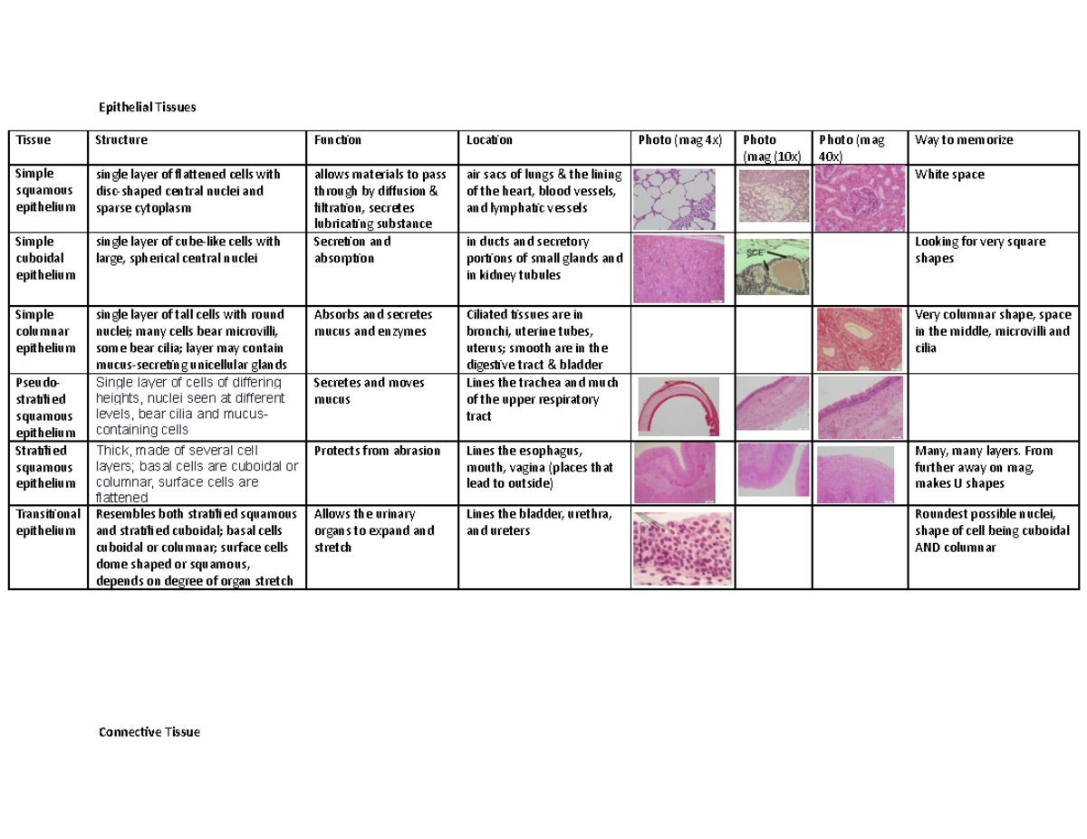 Lab 3 - Objectives - Epithelial Tissues Connective Tissue Tissue ...
