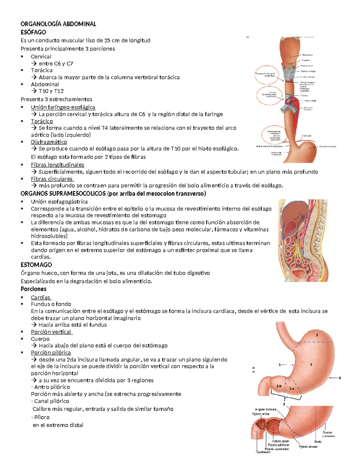 6 Organología Abdominal - ORGANOLOGÍA ABDOMINAL ESÓFAGO Es un conducto ...