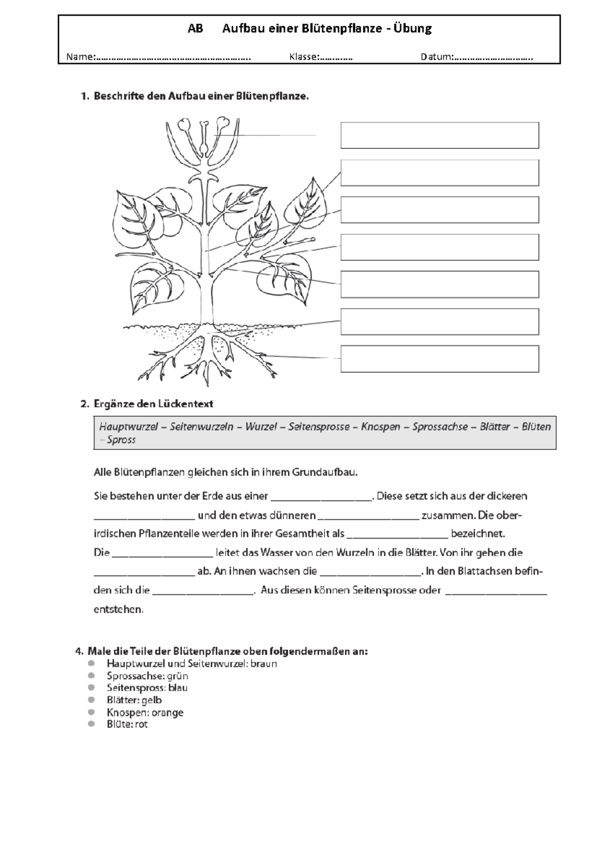 Aufbau einer Blütenpflanze und Teile des Baumes - AB Aufbau einer Blütenpflanze Übung Name ...