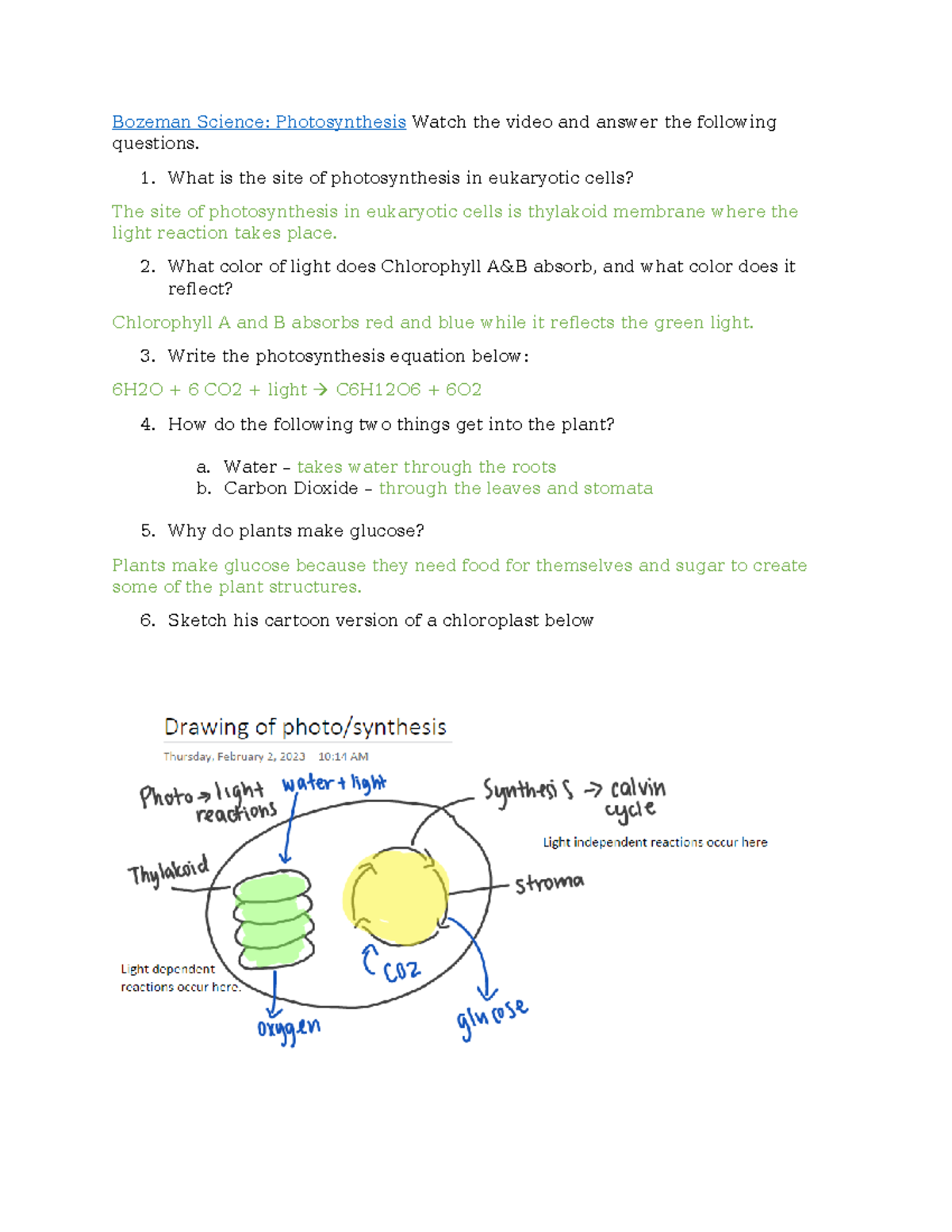 Bozeman Photo Resp Notes - Bozeman Science: Photosynthesis Watch the ...