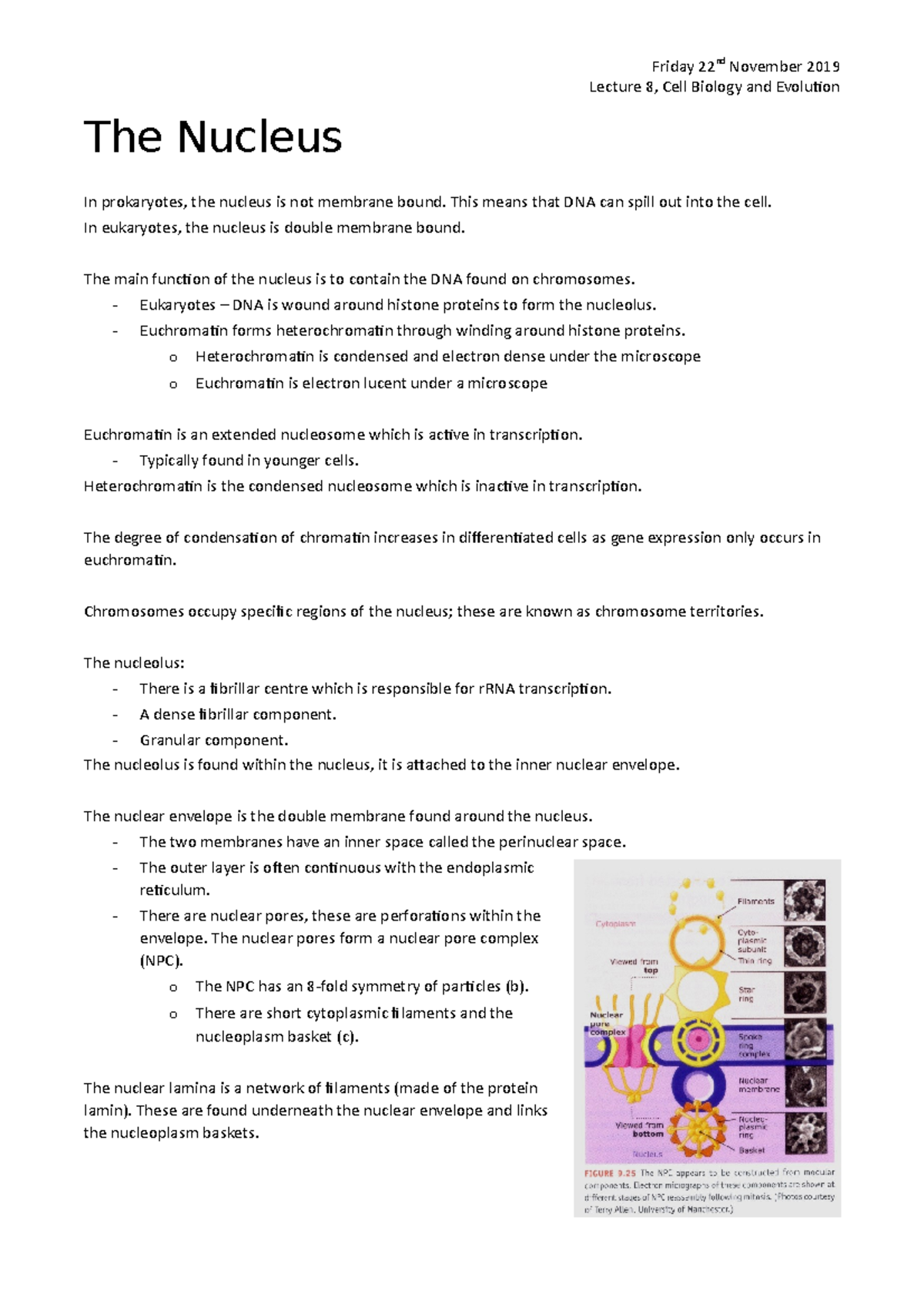 Week 9 - The Nucleus - Lecture notes 9 - Friday 22nd November 2019 ...