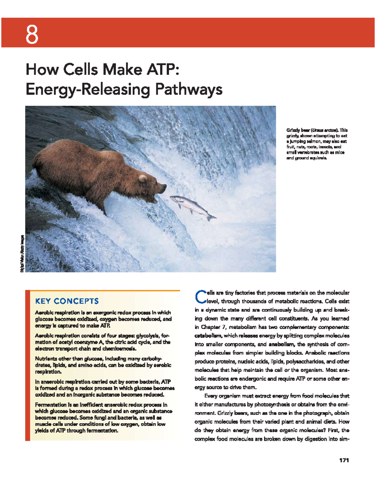 Chapter 8- How cells make ATP - general biology - Studocu