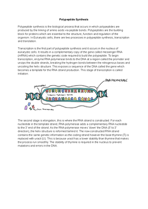 Polypeptide Synthesis - Studocu