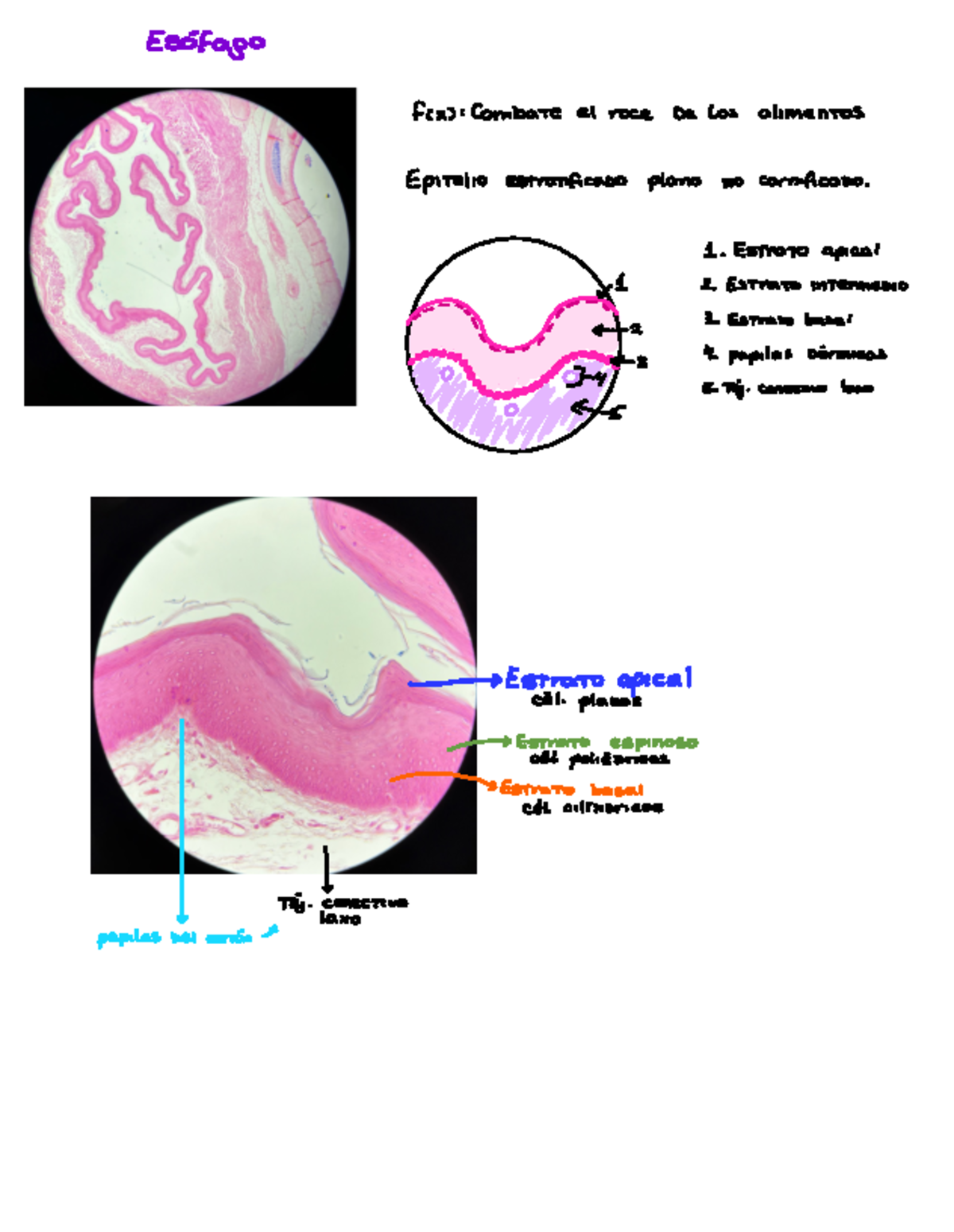 Prueba Práctica Nº1 - Histo lab sol. 1 - Esófago f(x) : Combate el roce ...
