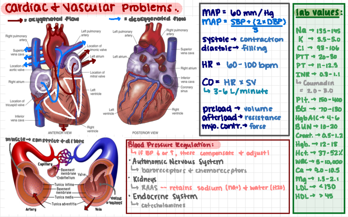 Cardio Notes - NU.300 Lecture Slides Assignment - ####### cardiac ...
