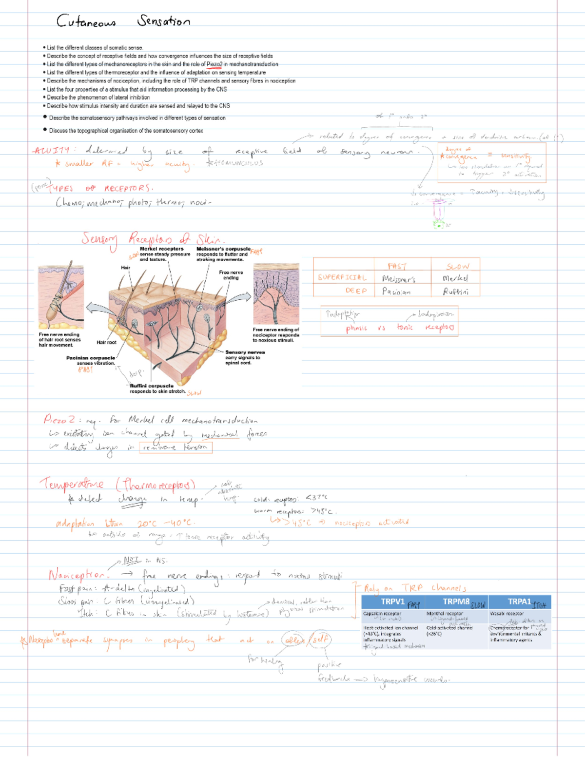 Lecture 11 Cutaneous Sensation - MEDS2003 - Studocu