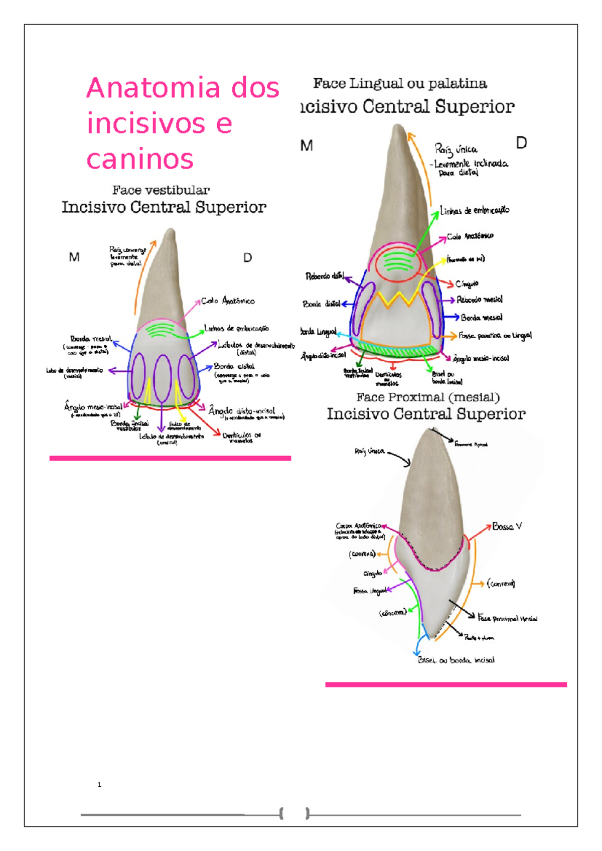 Anatomia dos incisivos e caninos - Tópicos de biologia IV: anatomia e ...