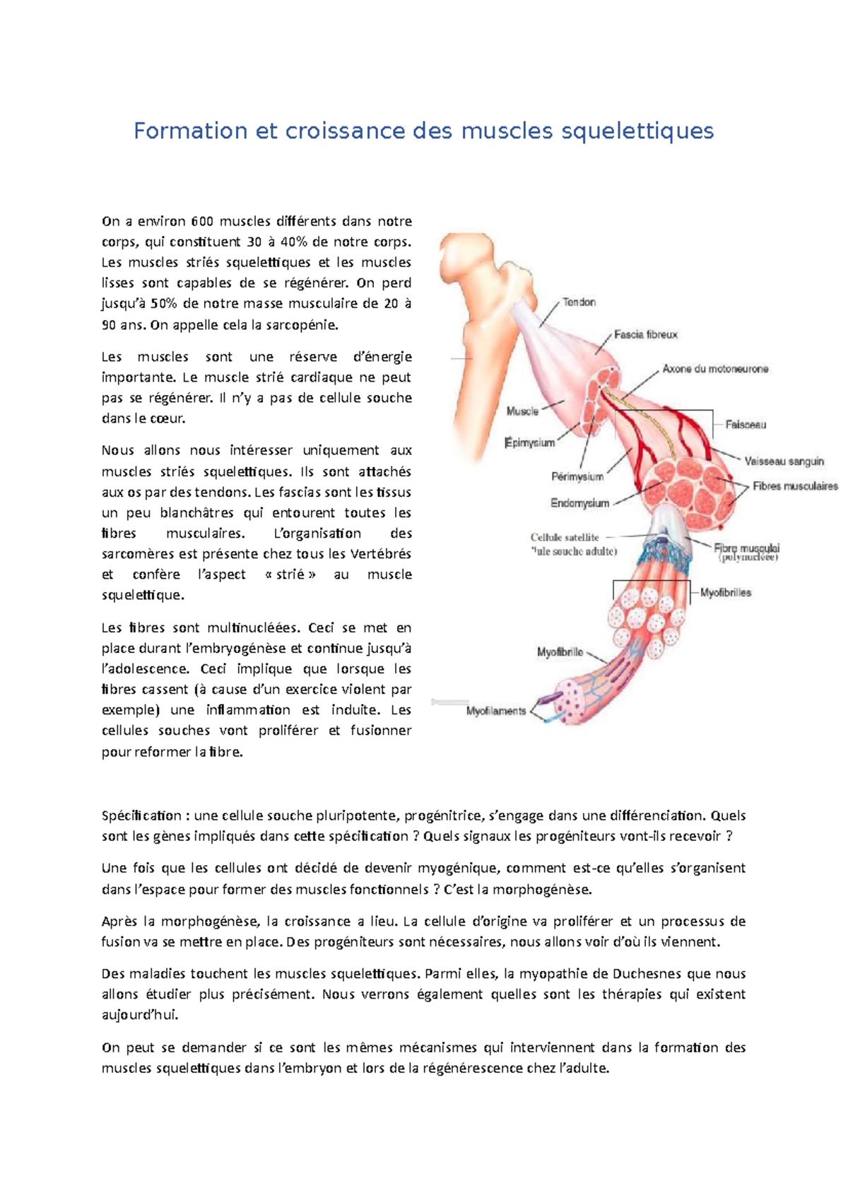 Formation et croissance des muscles squelettiques - Les muscles striés ...