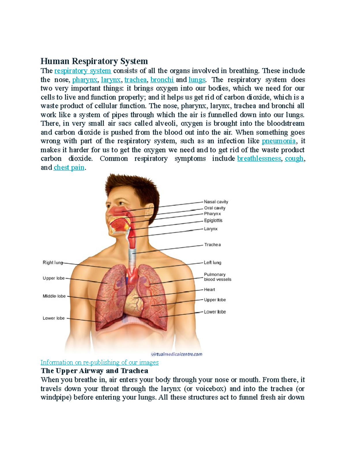 Respiratory system - Human Respiratory System - Studocu