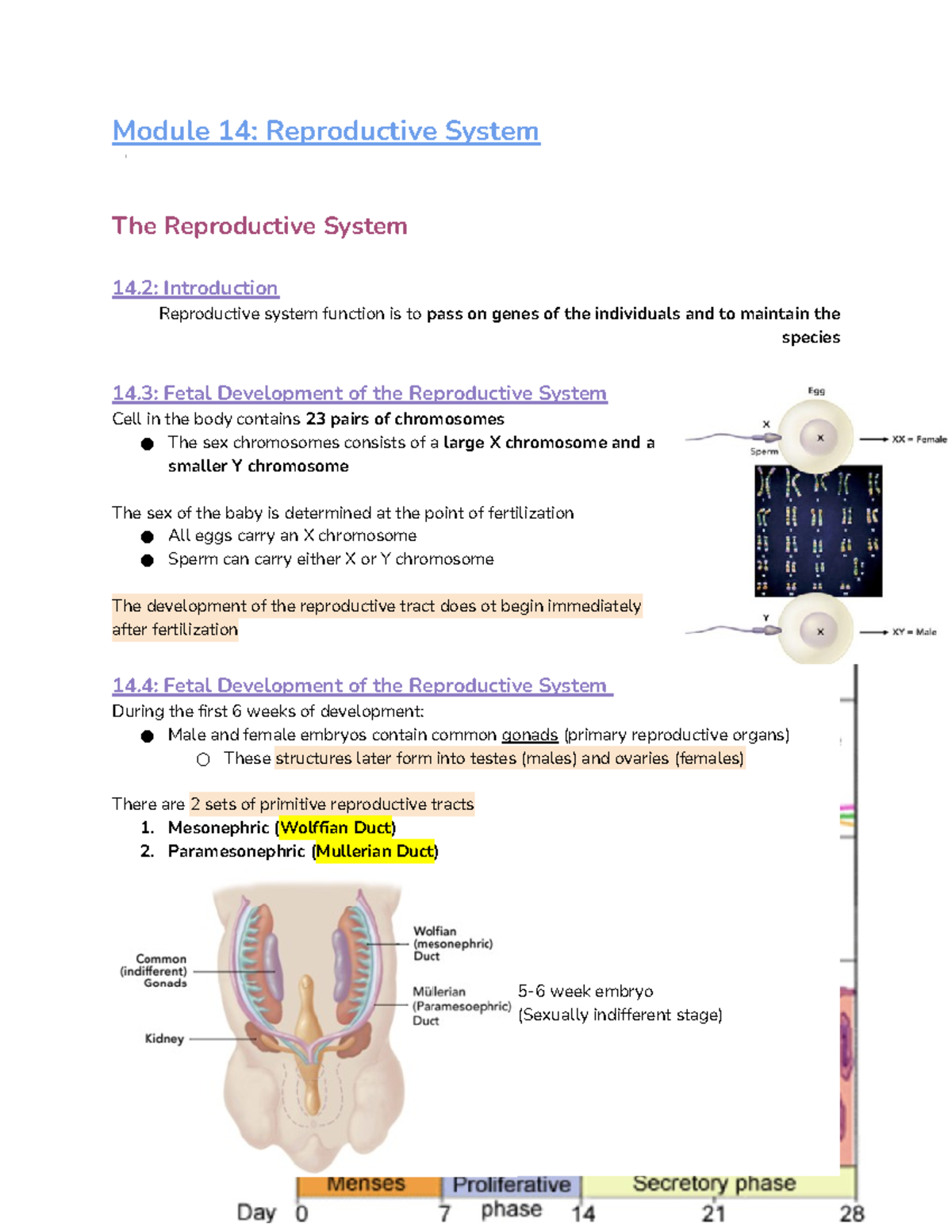 Physiol 2130 Module 14—Reproduction - Module 14: Reproductive System ...