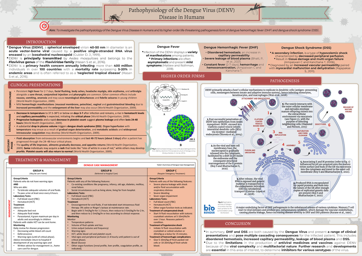 Hapia Poster A - Pathophysiology of the Dengue Virus (DENV) Disease in ...