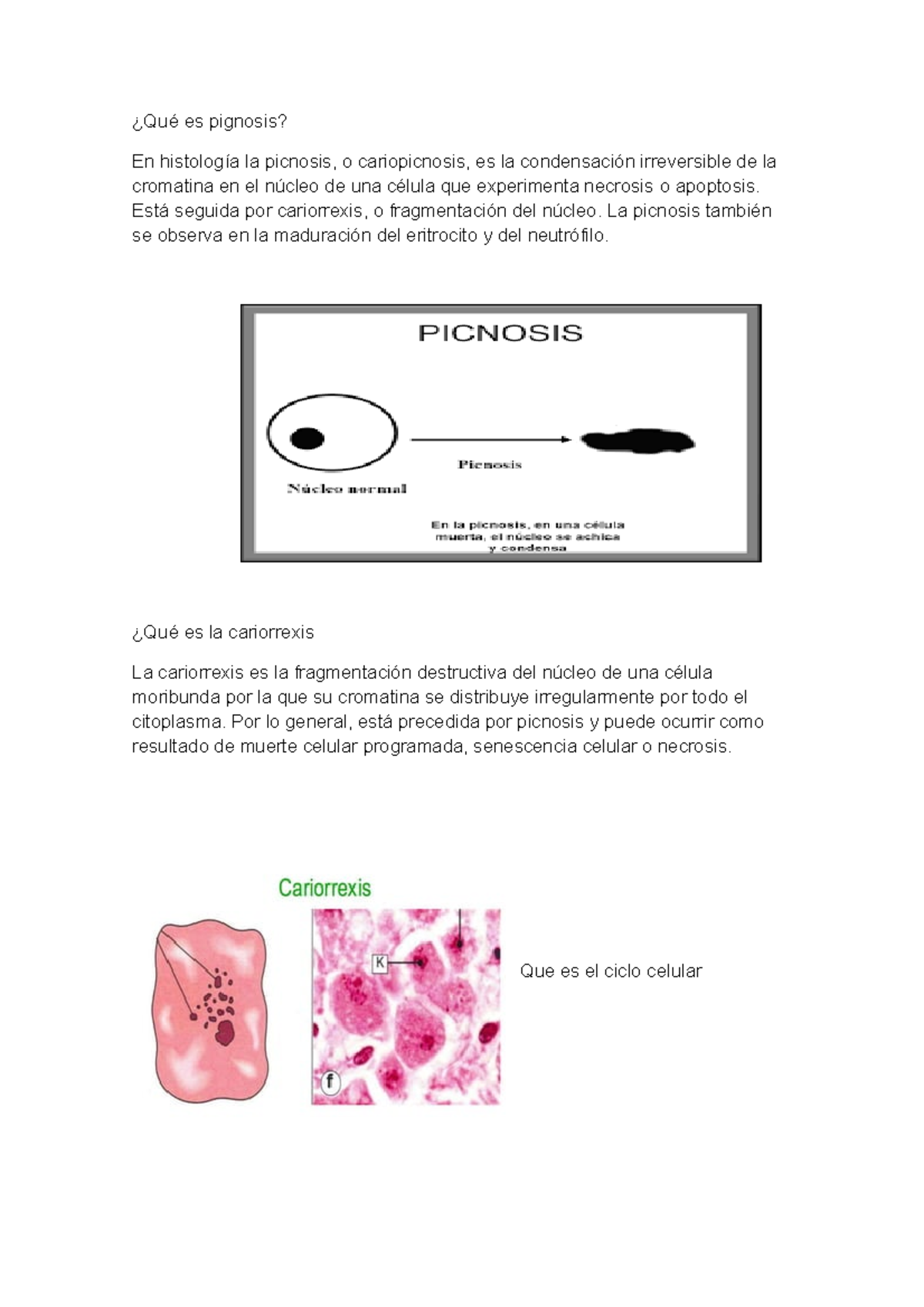 Exposiicion celular - njhgg - ¿Qué es pignosis? En histología la ...