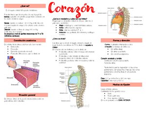 Configuración Interna del Corazón - CONFIGURACIÓN INTERNA CORAZON ...