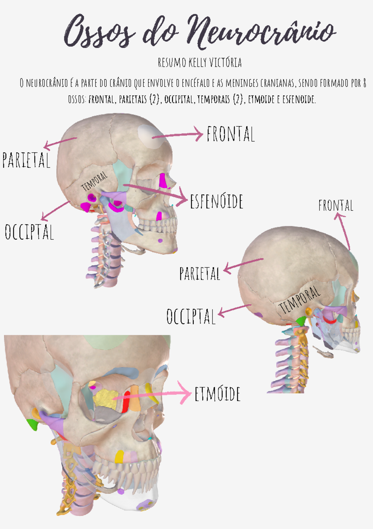 Anatomia DO Neurocrânio - Ossos do Neurocrânio O neurocrânio é a parte ...